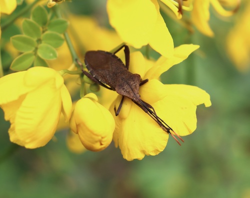 Ochrochira camelina · iNaturalist Mexico