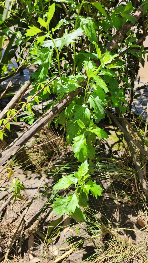 groundsel tree from Moggill QLD 4070, Australia on October 4, 2024 at ...