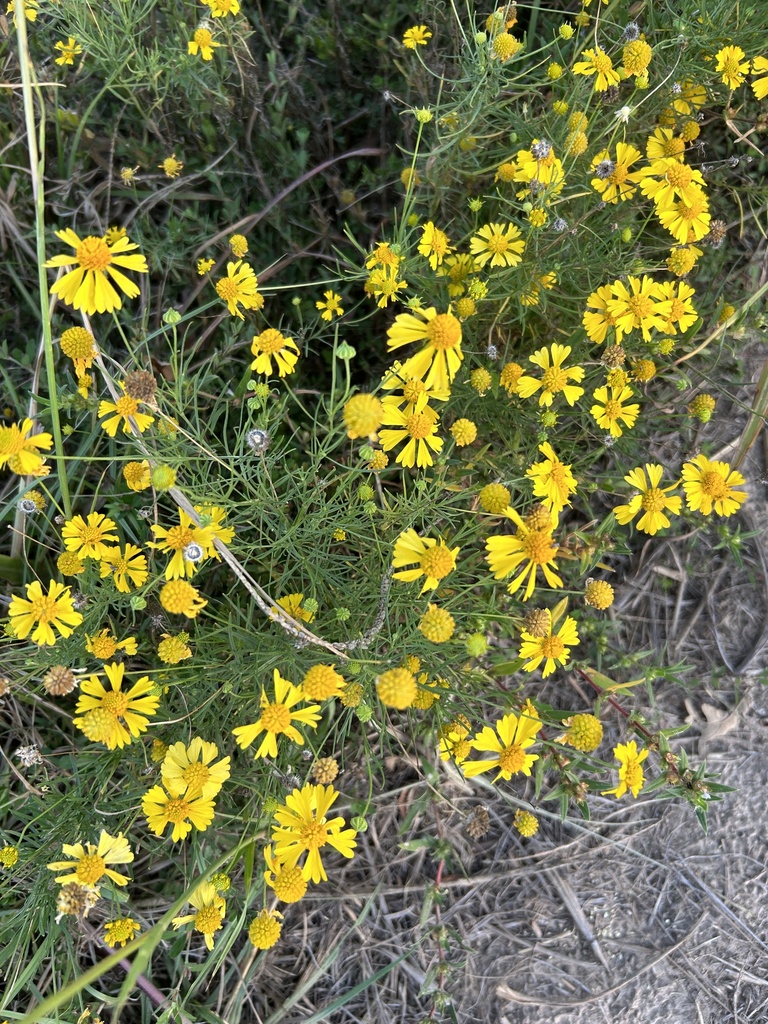 Bitterweed from Camp Maxey, Powderly, TX, US on October 2, 2024 at 06: ...
