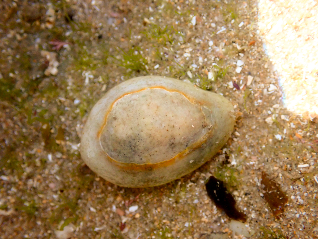 Gold Ring Cowry from Toowoon Bay NSW, Australia on October 3, 2024 at ...