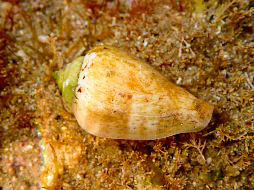 Strawberry Conch from Toowoon Bay NSW, Australia on October 3, 2024 at ...