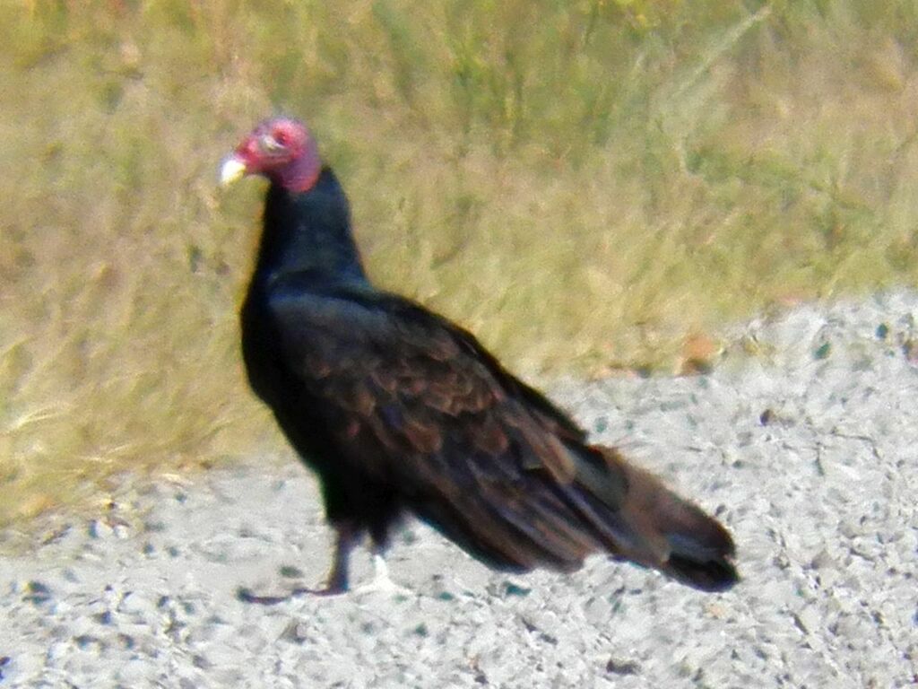 Turkey Vulture from Sebastian County, AR, USA on October 2, 2024 at 03: ...