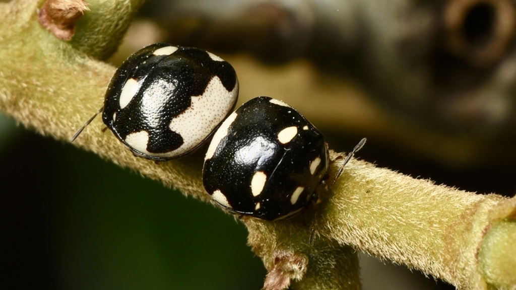 Coptosoma davidi in October 2024 by 桃子 · iNaturalist