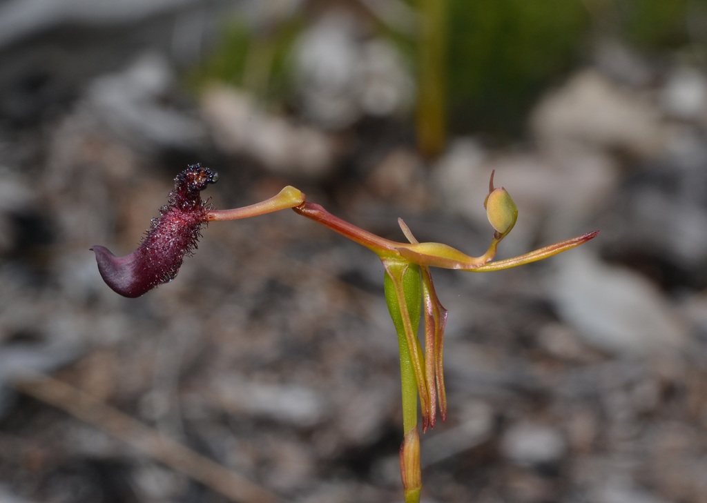 Slender Hammer Orchid in September 2024 by Stephen Buckle · iNaturalist