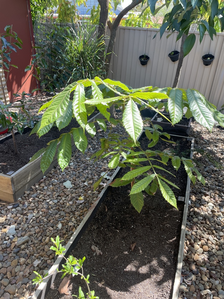 ooray from Ryder Ct, Narangba, QLD, AU on October 4, 2024 at 01:18 PM ...