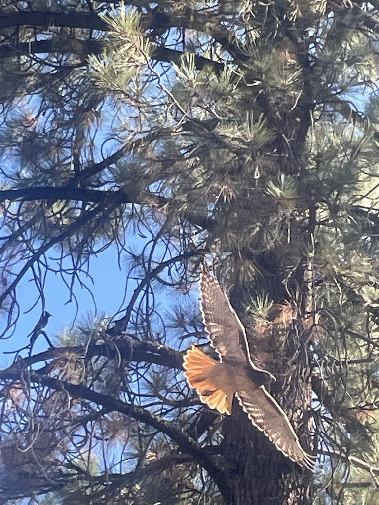 Red-tailed Hawk from South Lake Tahoe Community Play Fields, South Lake ...