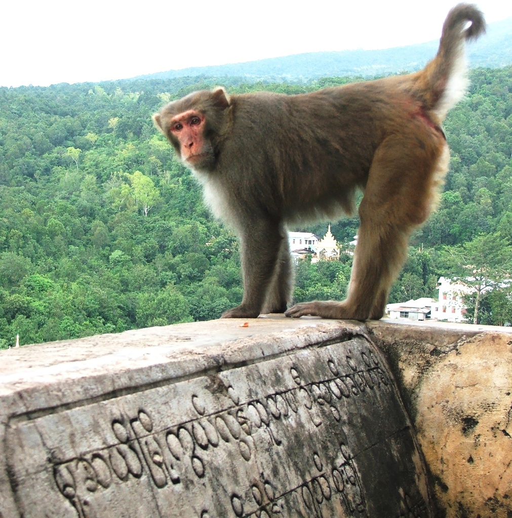 Rhesus Macaque from Popa Monastery, Taung Kalat, Myingyan, Myanmar ...
