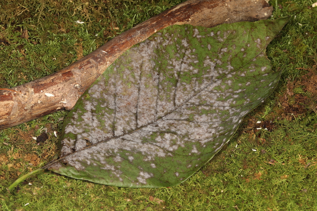 Erysiphe magnifica from Jennerstown, PA, USA on September 1, 2024 at 03 ...