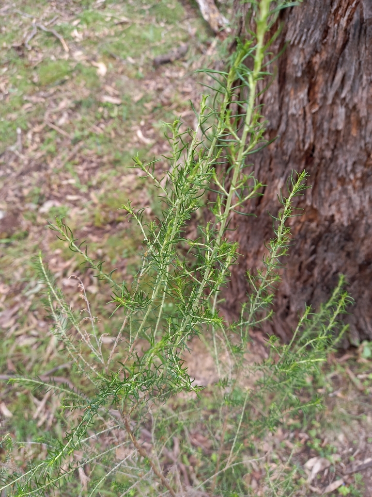 Sifton Bush from Doncaster East VIC 3109, Australia on October 4, 2024 ...