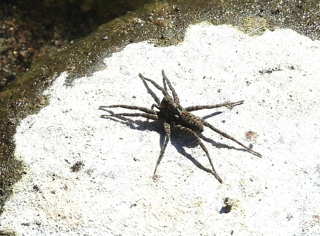 Thin-legged Wolf Spiders from Yakima County, WA, USA on October 3, 2024 ...