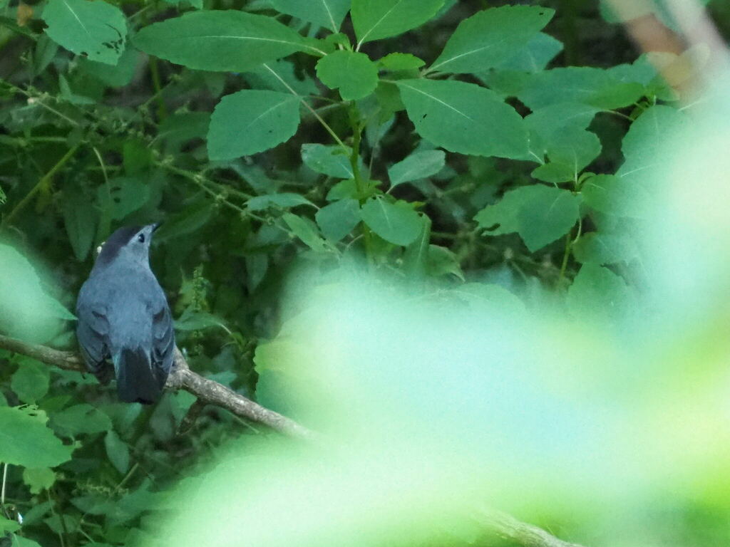 Gray Catbird from Northgate Park, Durham, NC, USA on June 6, 2022 at 05 ...