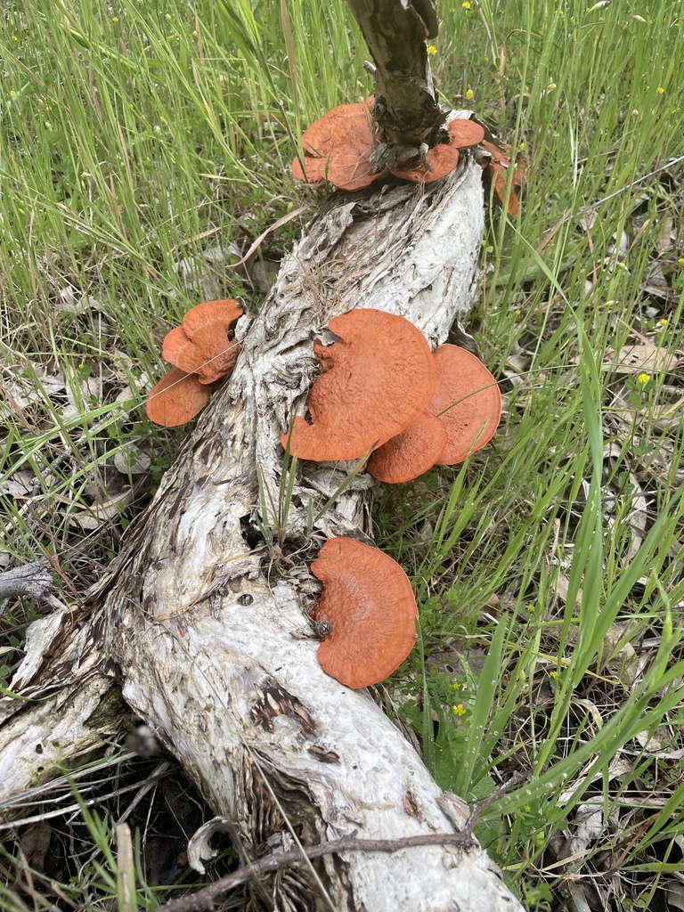 Southern Cinnabar Polypore from The Spectacles, WA, AU on October 4 ...