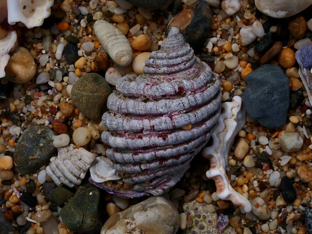 Cart-Rut Shell from Barcoongere NSW 2460, Australia on October 3, 2024 ...