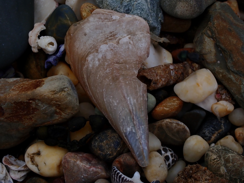 Pinna menkei from Barcoongere NSW 2460, Australia on October 03, 2024 ...