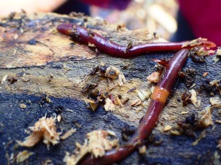 Dendrobaena hortensis · iNaturalist