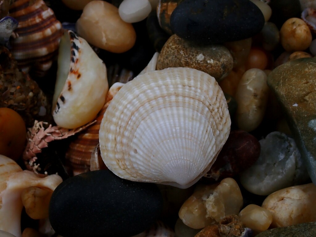 Codakia rugifera from Barcoongere NSW 2460, Australia on October 3 ...