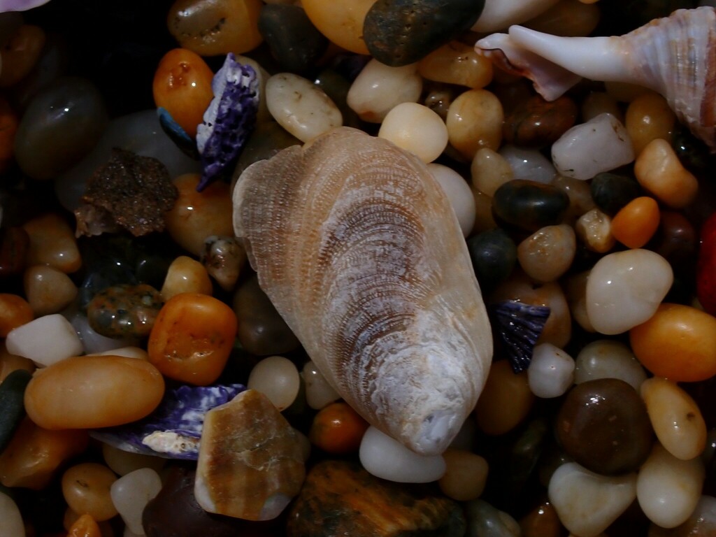 Southern Sponge Finger from Barcoongere NSW 2460, Australia on October ...