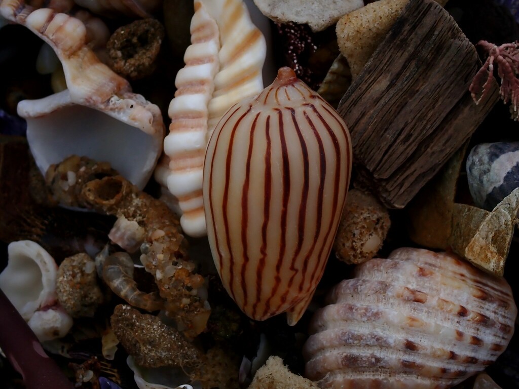 Zebra Volute from Barcoongere NSW 2460, Australia on October 3, 2024 at ...