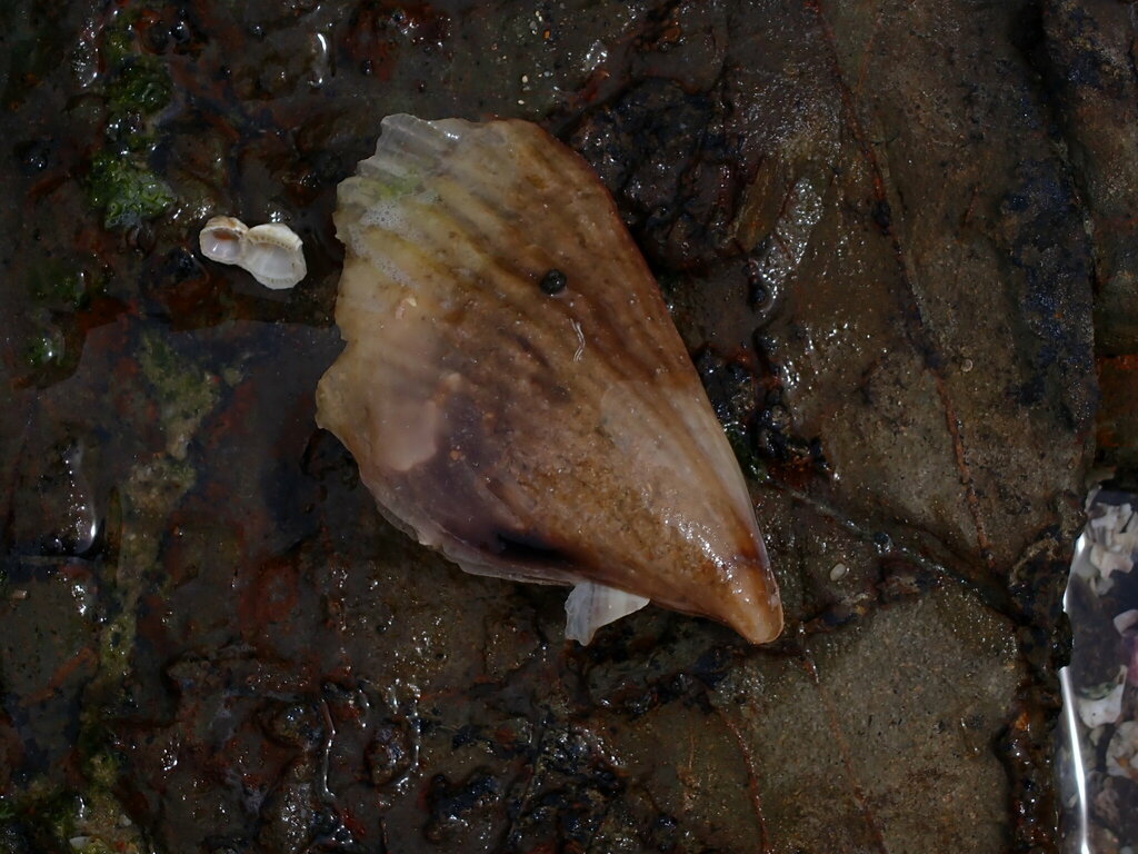 Baggy Pen Shell from Barcoongere NSW 2460, Australia on October 3, 2024 ...