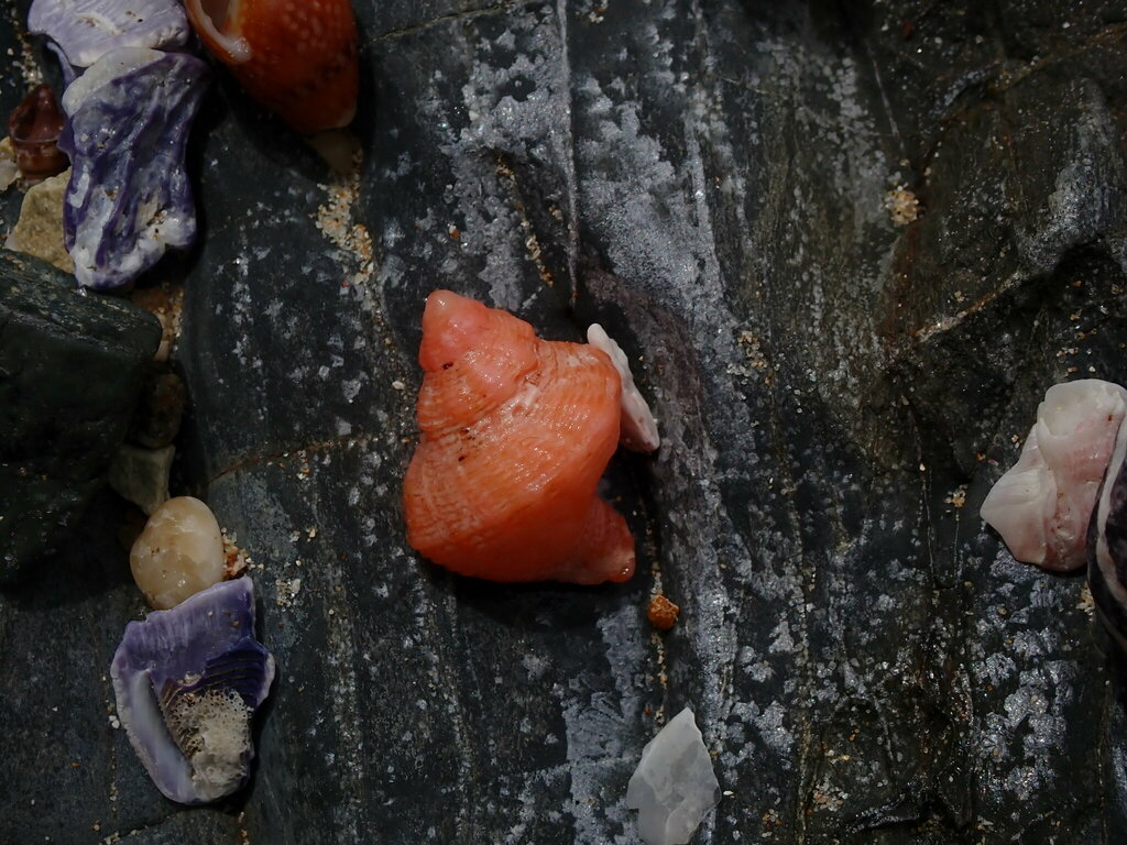 Mipus arbutum from Barcoongere NSW 2460, Australia on October 3, 2024 ...