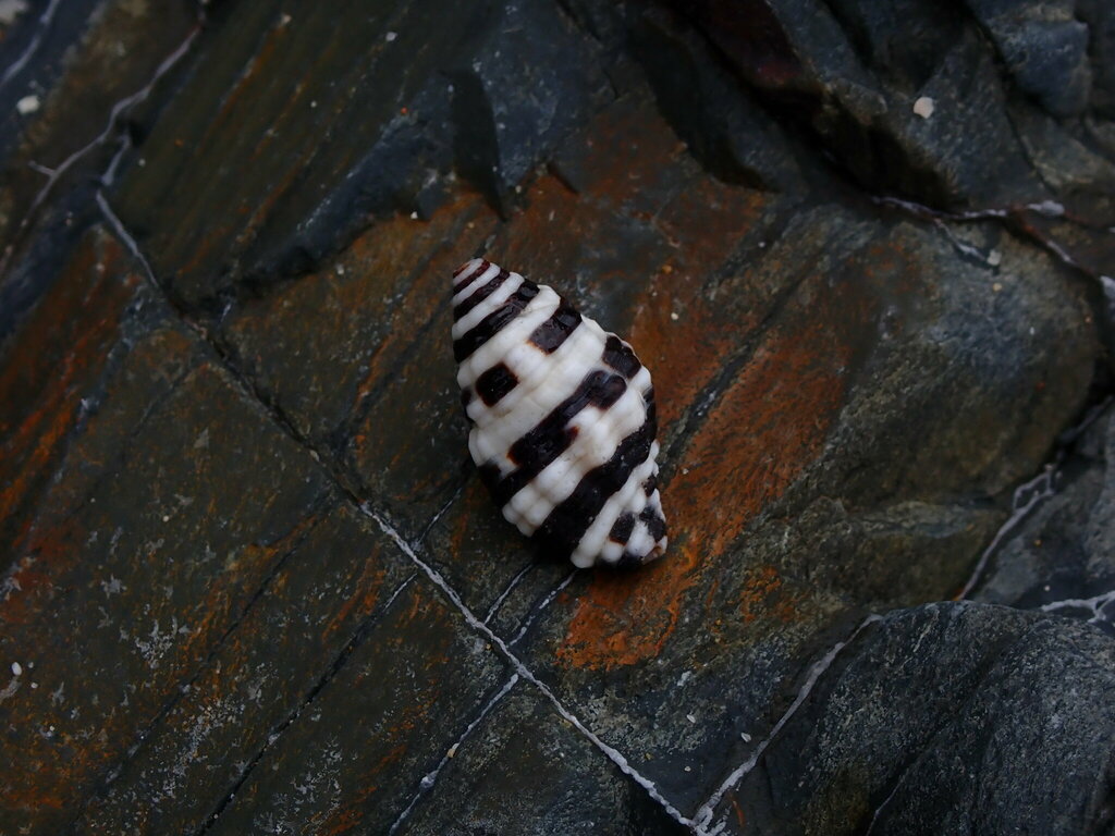 Engina zonalis from Barcoongere NSW 2460, Australia on October 3, 2024 ...