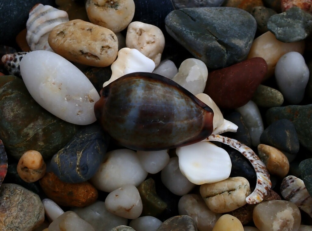 yellow-toothed cowrie from Barcoongere NSW 2460, Australia on October 3 ...