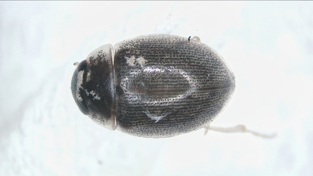 Laccobius in August 2024 by formicidae001. 2702 · iNaturalist