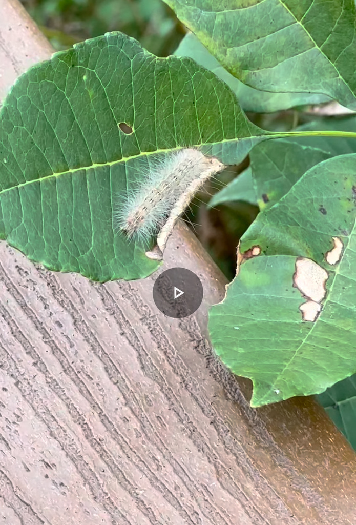 Fall Webworm Moth from Oxley Nature Center, Tulsa, OK, US on September ...