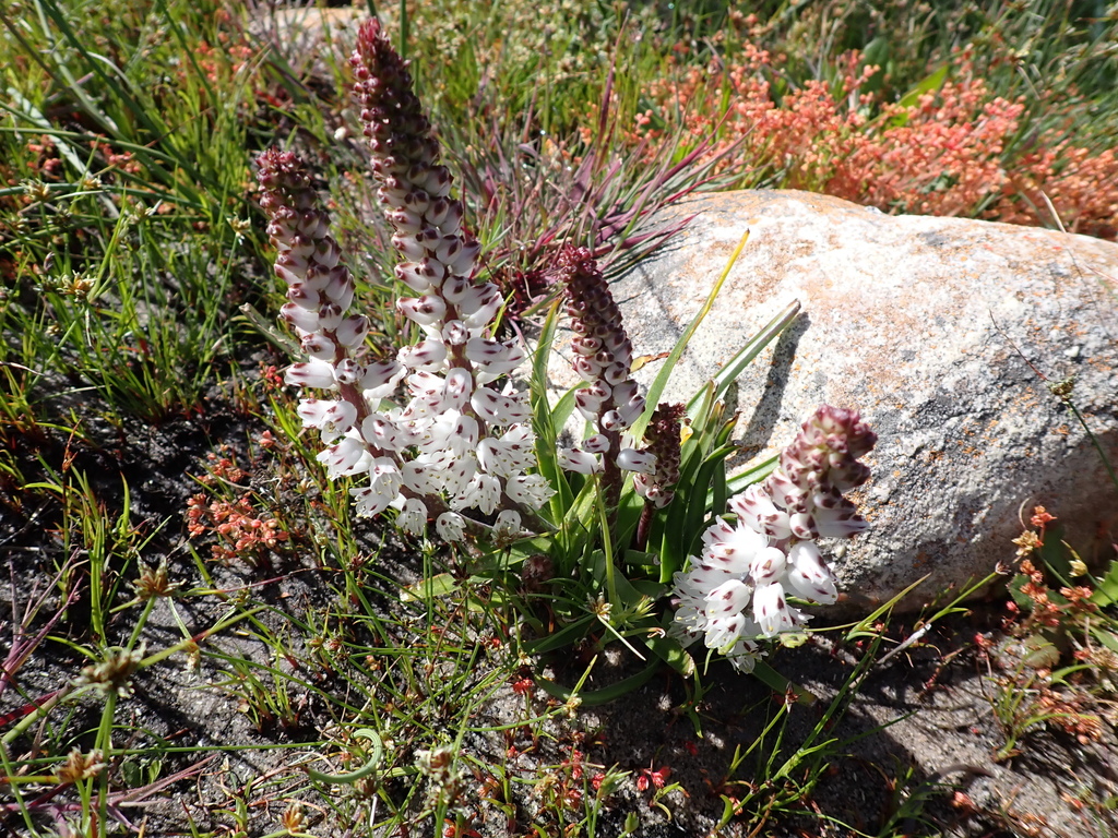 Vlei Viooltjie from Cape Winelands District Municipality, South Africa ...