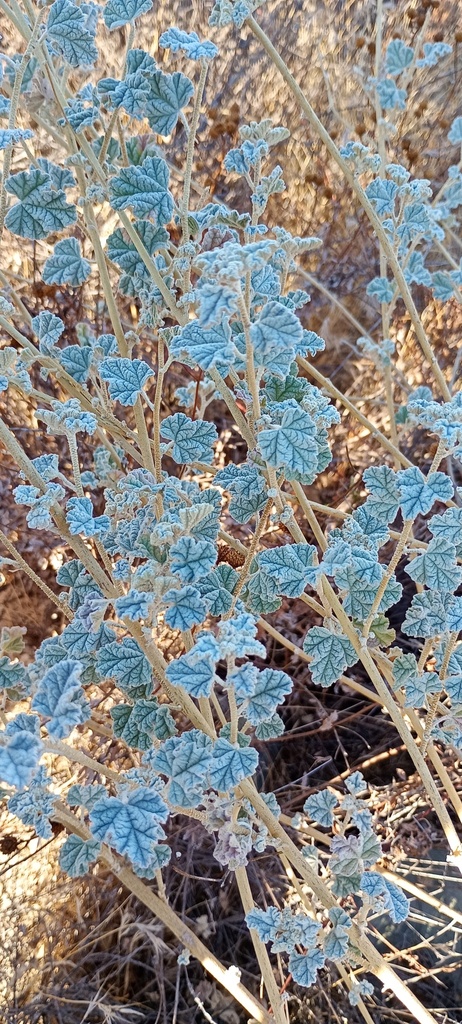 apricot mallow from San Quintín, B.C., México on September 30, 2024 at ...
