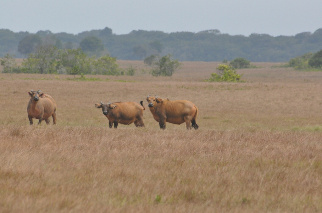 Forest Buffalo in August 2024 by Zarek Cockar · iNaturalist