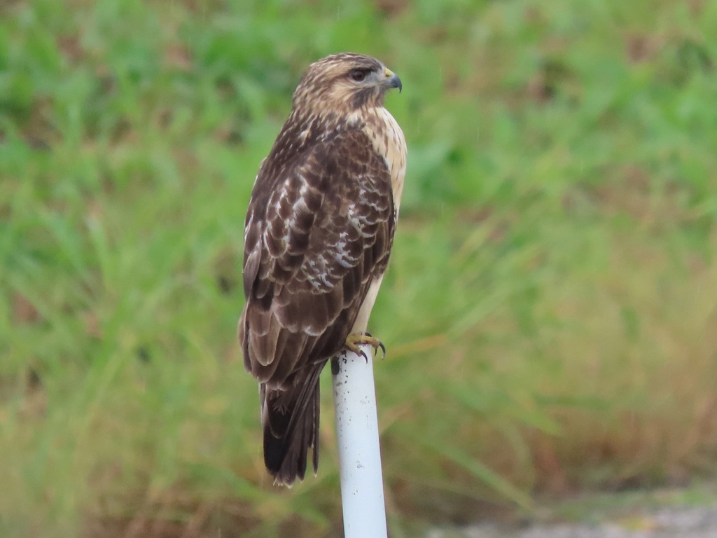 Eastern Buzzard from Nakato, Noda, Chiba 270-0215, Japan on October 4 ...