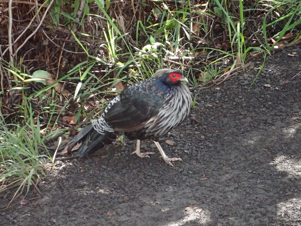 Kalij Pheasant from Hawaii County, HI, USA on August 12, 2015 at 09:08 ...