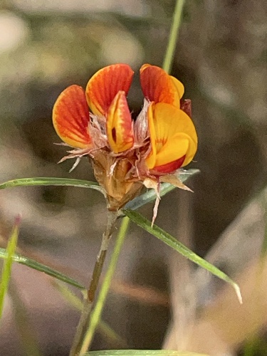 Elusive Bush-pea (Pultenaea elusa) · iNaturalist