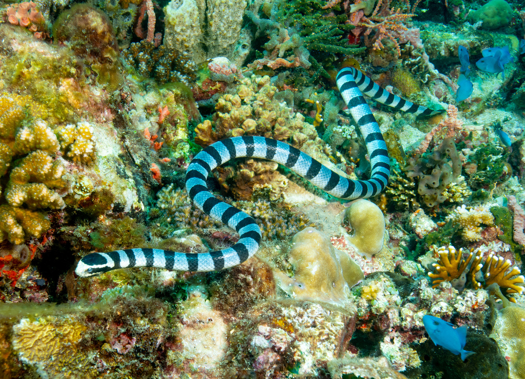 Yellow-lipped Sea Krait from Puerto Galera, PH-MR, PH on September 29 ...