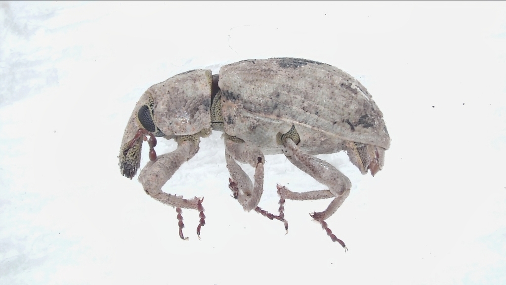 Rice Water Weevil in August 2024 by formicidae001. 2712 · iNaturalist