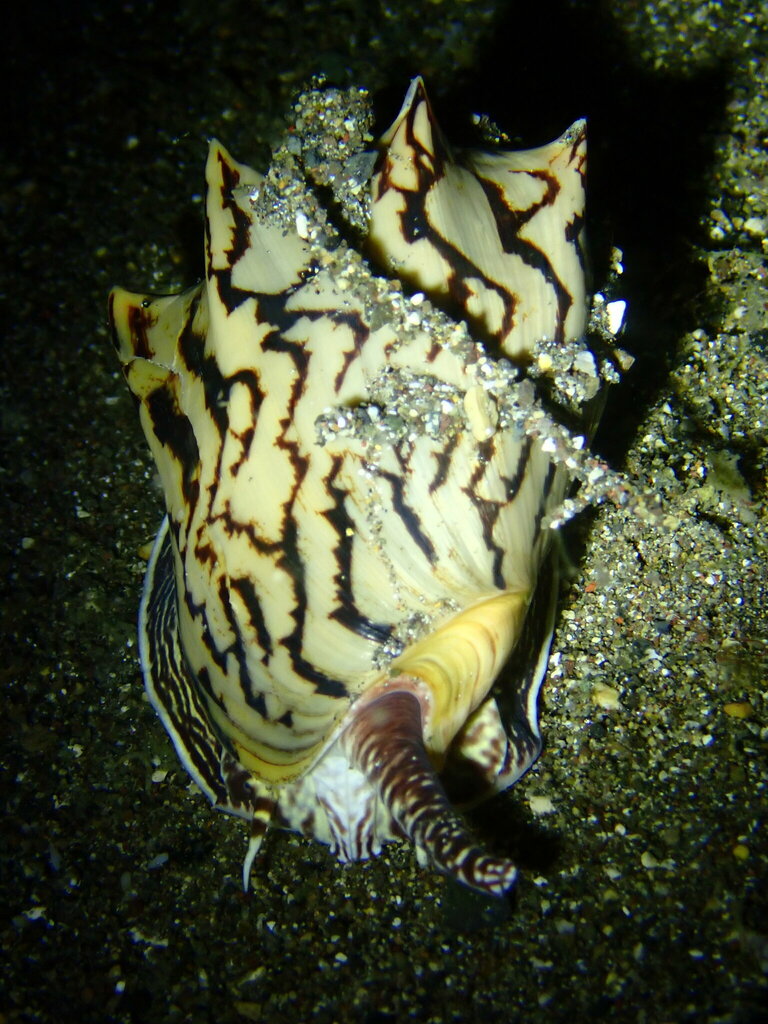 Bat volute from San Teodoro, Mabini, Batangas, Philippines on August 21 ...