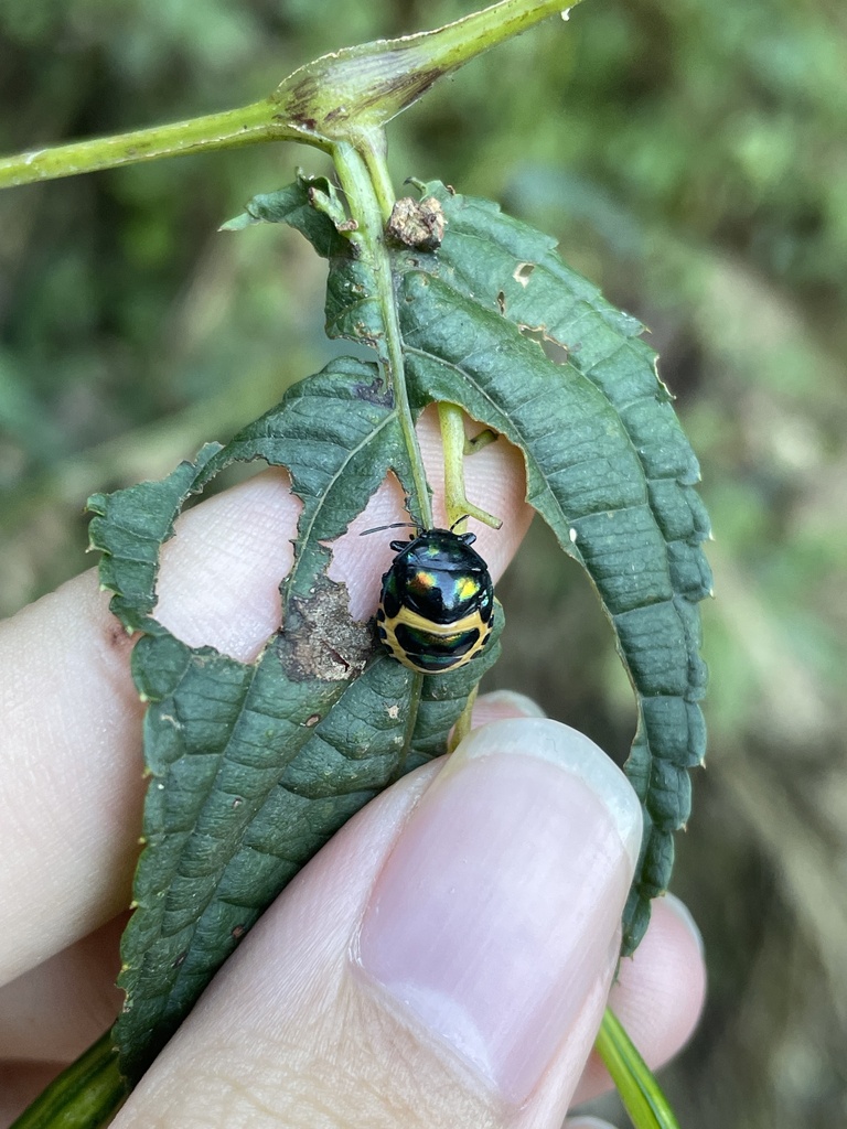 Clown Stink Bug in October 2024 by Alex Pintsen JIN · iNaturalist