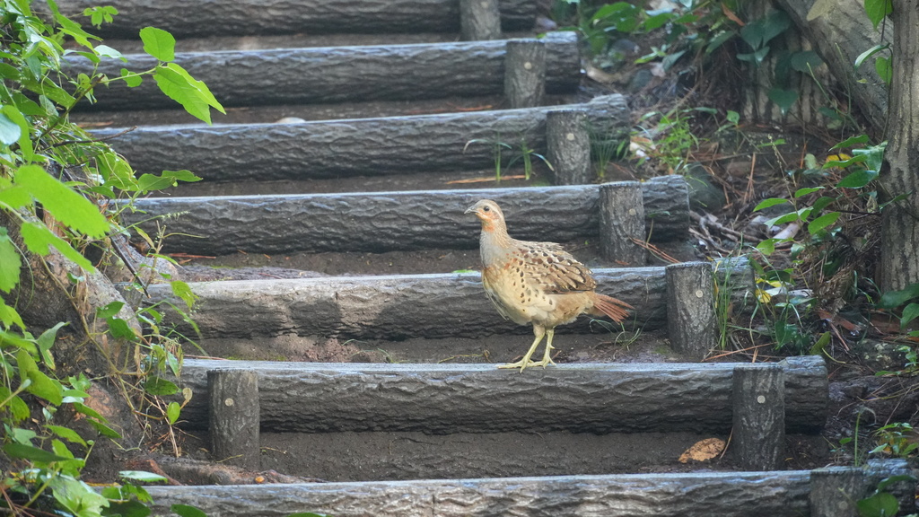 Chinese Bamboo-Partridge from 富士箱根伊豆国立公園, 伊東市, 静岡県, JP on October 4 ...