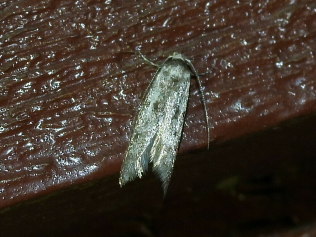 White-shouldered House Moth from Coomba Park NSW 2428, Australia on ...