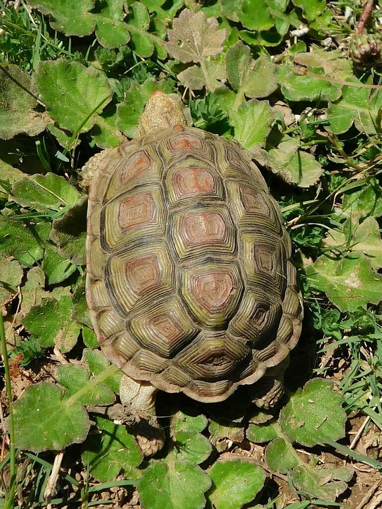 Parrot-beaked Tortoise from Bakenskop Genadendal, 7234, South Africa on ...