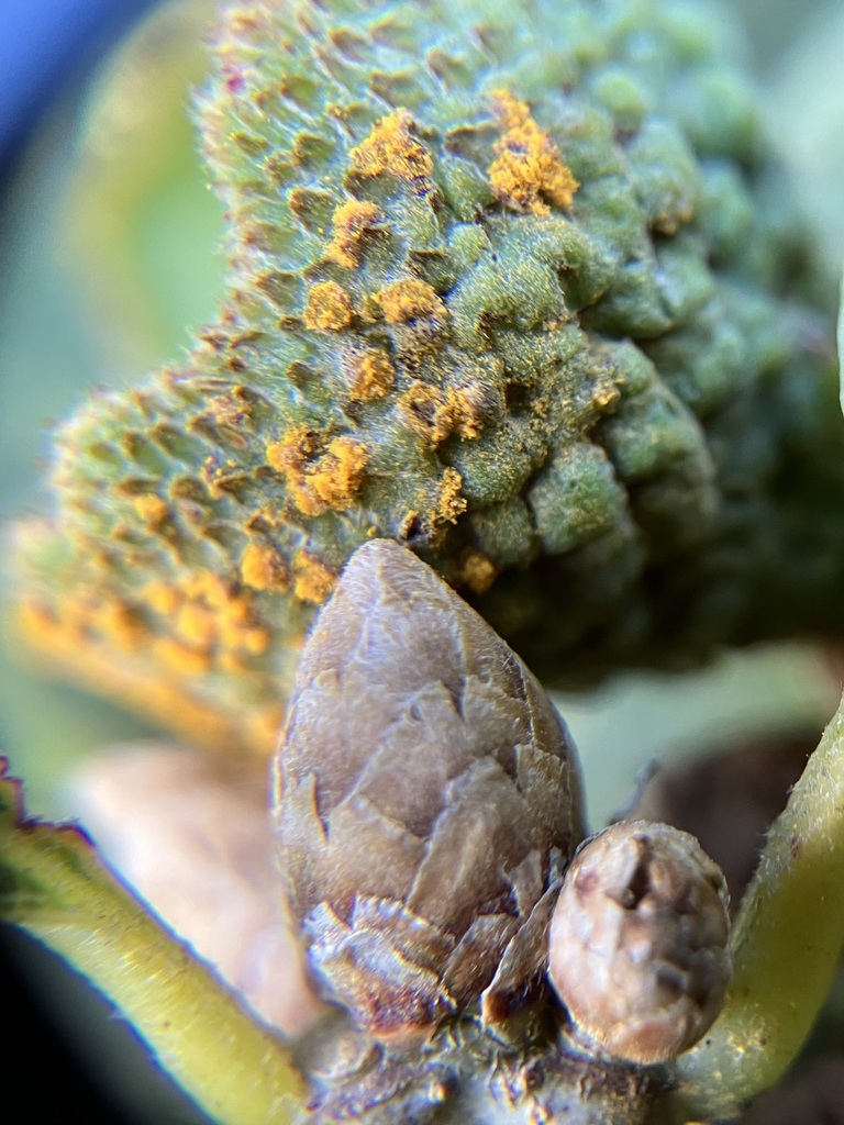 Pine-oak gall rust from Worcestershire, UK on October 3, 2024 by hafren ...