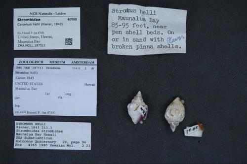 Hell's conch (Canarium hellii) · iNaturalist United Kingdom