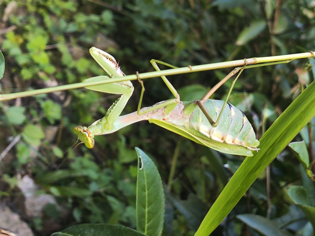 Hierodula chinensis from 福建省南平市武夷山市星村镇809县道 on October 4, 2024 at 03:37 ...