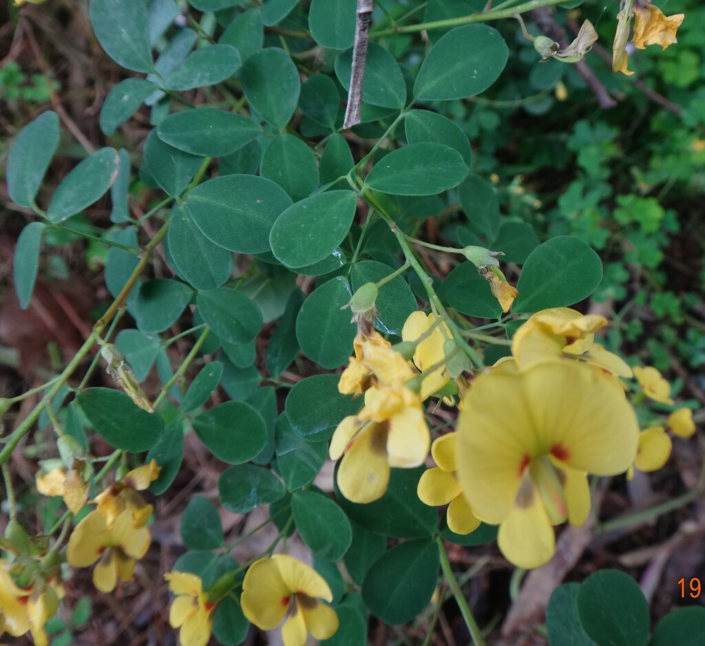 Clover-leaved Poison from Melbourne VIC, Australia on September 19 ...