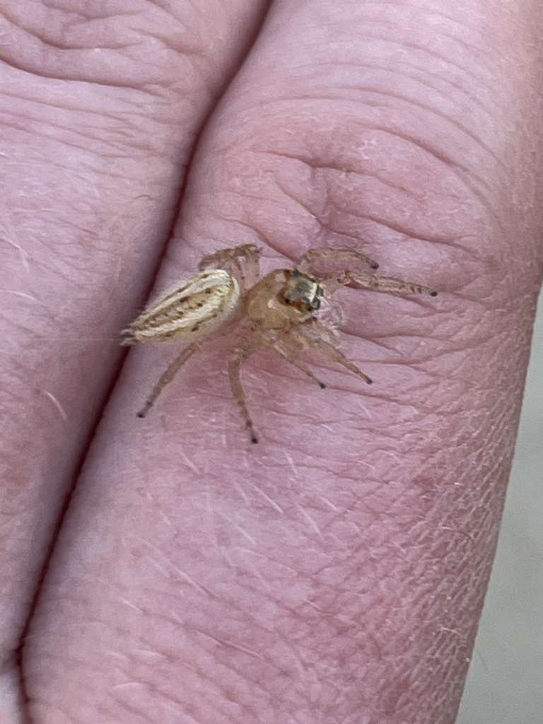 Colonus from I-44 E, St. Louis, MO, US on October 3, 2024 at 05:17 PM ...