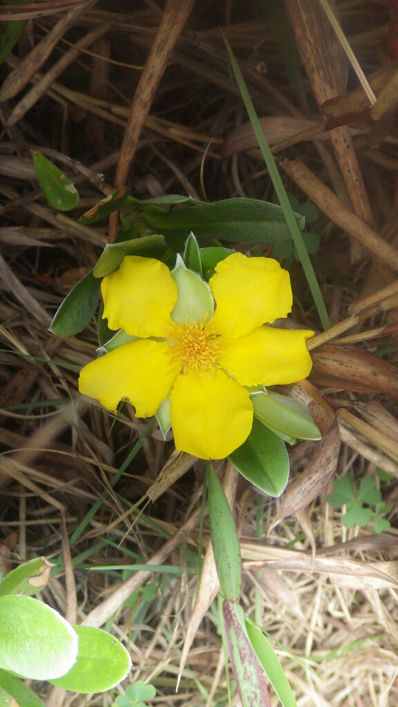 Climbing Guinea flower from Rainbow Beach QLD, Australien on September 26, 2024 at 09:10 AM by ...