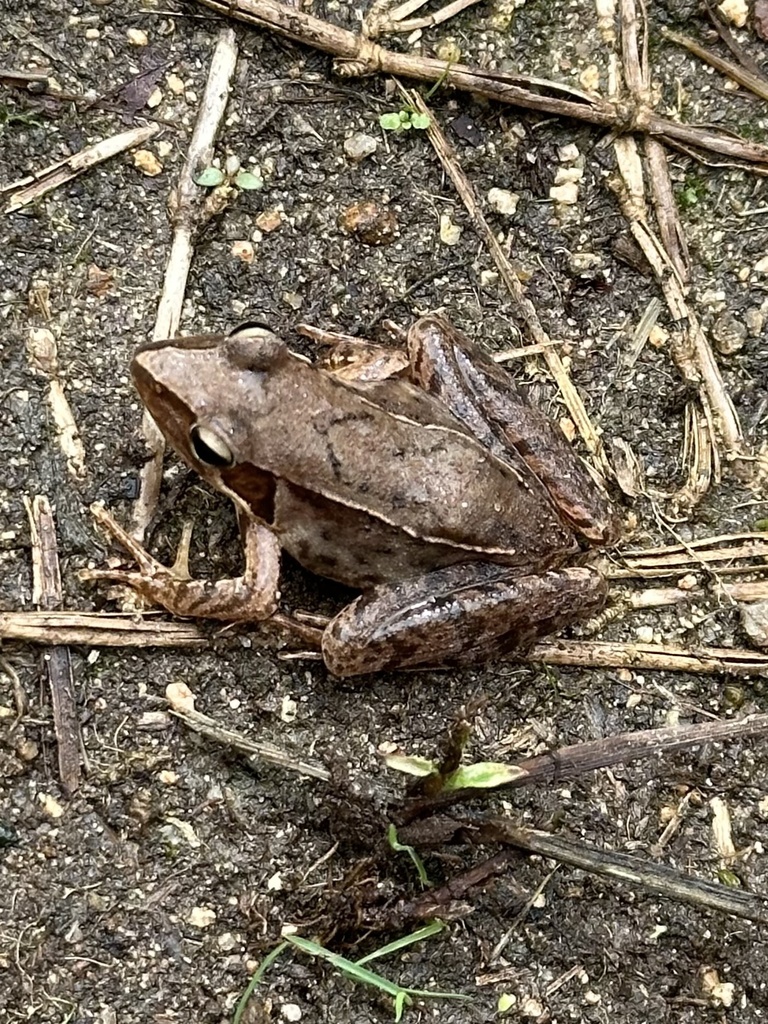 Japanese Brown Frog from Honshu, Tsuwano, Shimane, JP on October 4 ...
