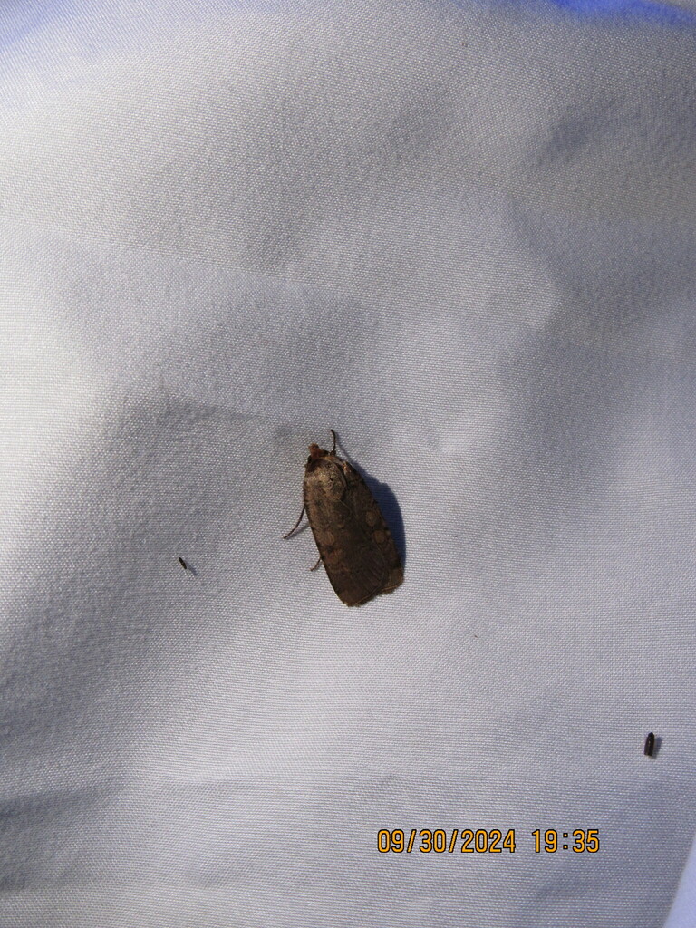 Protolampra from 1593 Schwede Rd, Defiance, MO 63341, USA on September ...