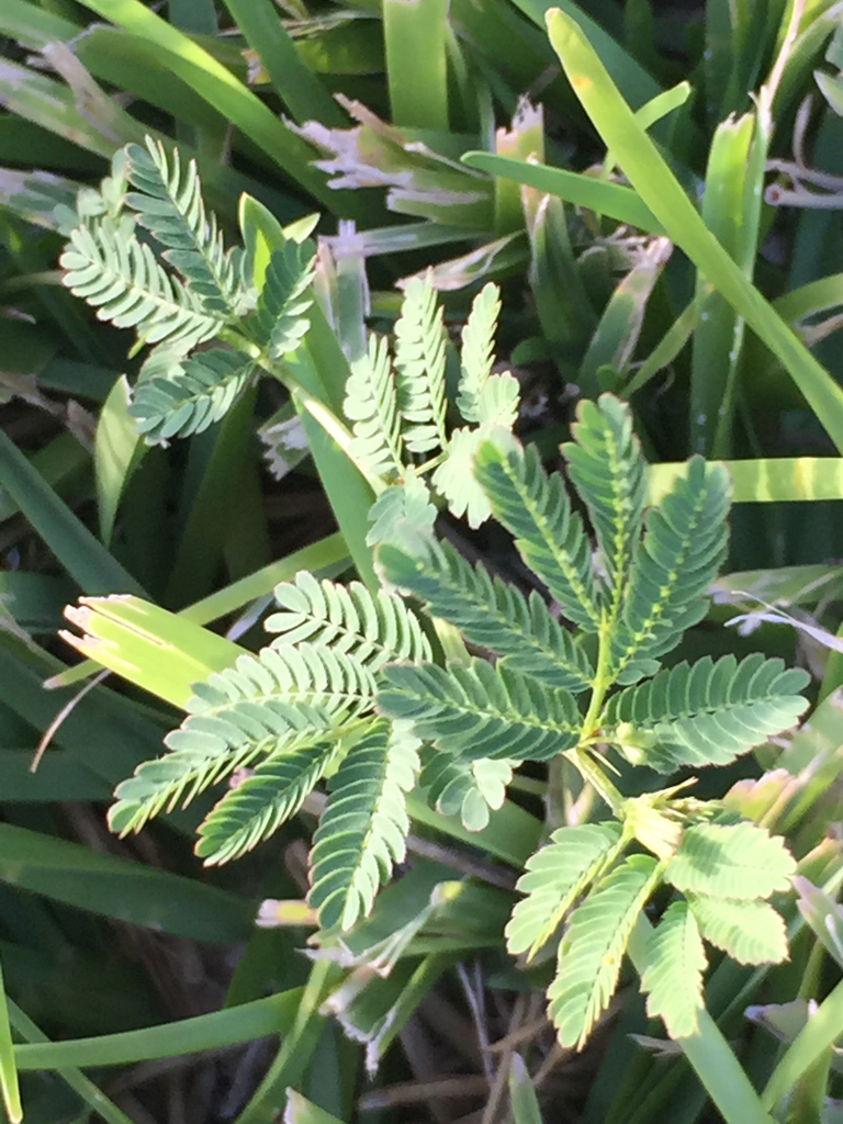 Mimoseae from Texas A&M University-Corpus Christi, Corpus Christi, TX ...